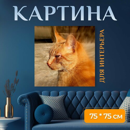 Картина на холсте "Кот, фокус, кошачий" на подрамнике 75х75 см. для интерьера