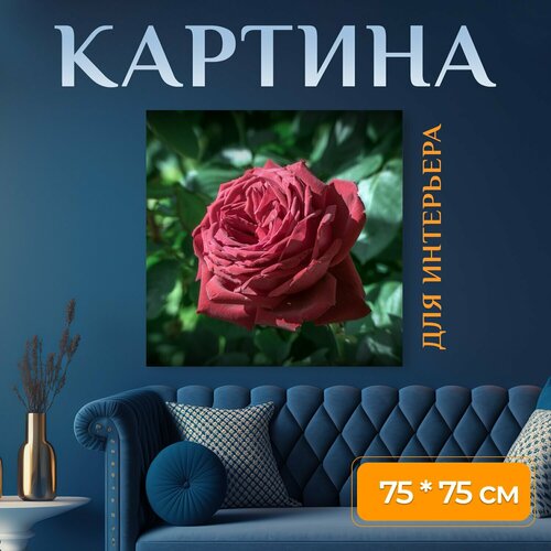 Картина на холсте "Роза, красный, цветок" на подрамнике 75х75 см. для интерьера