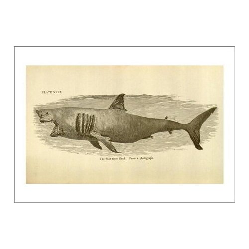 Плакат, постер на холсте гигантская акула. Карандашем. Размер 21 х 30 см