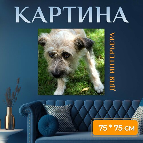 Картина на холсте "Собака, домашнее животное, гибридный" на подрамнике 75х75 см. для интерьера