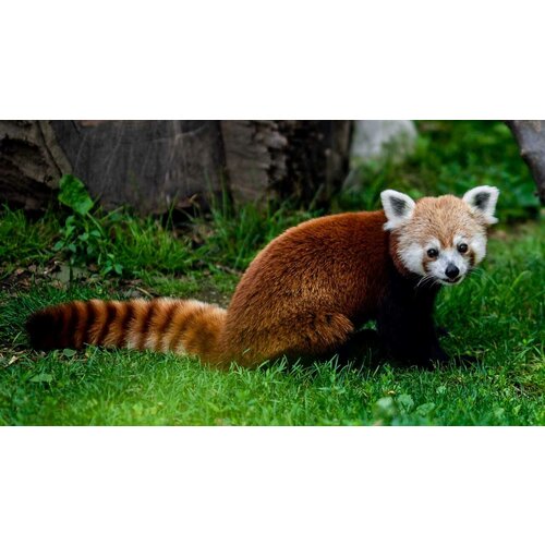 Картина на холсте 110x60 LinxOne "Красная панда животное взгляд" интерьерная для дома / на стену / на кухню / с подрамником