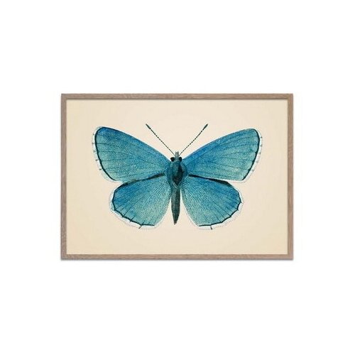 Плакат, постер на бумаге бабочка синяя. Голубая. Размер 42 х 60 см