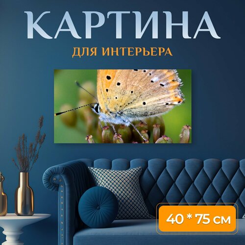 Картина на холсте "Насекомое, бабочки дневные, природа" на подрамнике 75х40 см. для интерьера
