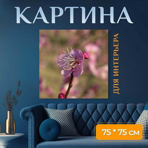 Картина на холсте "Слива, цвести, цветение сливы" на подрамнике 75х75 см. для интерьера