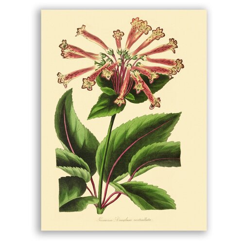Гравюра Постер на бумаге / Gesneria Douglasii Verticillata