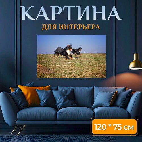 Картина на холсте "Собака, трава, животное" на подрамнике 120х75 см. для интерьера