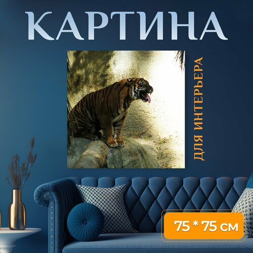 Картина на холсте "Тигр, гримасничать, кошачий" на подрамнике 75х75 см. для интерьера