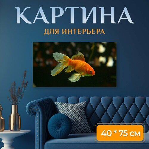 Картина на холсте "Вуаль хвоста, рыбы, золотая рыбка" на подрамнике 75х40 см. для интерьера
