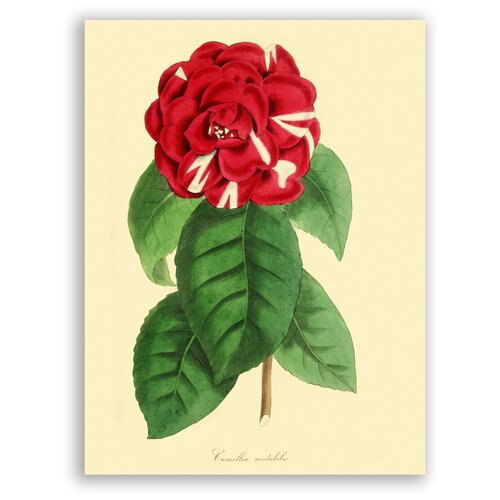 Гравюра Постер на бумаге / Camellia Mutabilis