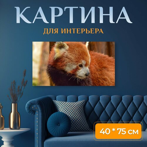 Картина на холсте "Красная панда, животное, милый" на подрамнике 75х40 см. для интерьера