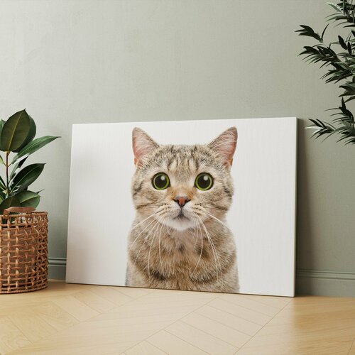 Картина на холсте (a cat котик кошка на белом) 80x100 см/для интерьера/в комнату/на стену/в подарок
