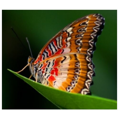 Постер на холсте Бабочка (Butterfly) №7 35см. x 30см.