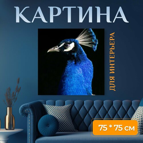 Картина на холсте "Павлин, природа, птица" на подрамнике 75х75 см. для интерьера