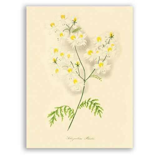 Гравюра Постер на бумаге / Schizanthus Priestii