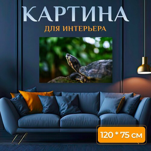 Картина на холсте "Черепаха, амфибии, животное" на подрамнике 120х75 см. для интерьера