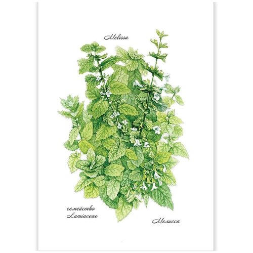 Постер ботаника интерьерный "Цветущая мелисса" 30х21 см. Серия "Ароматные травы"