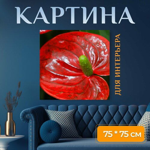 Картина на холсте "Антуриум, красный, куспиды" на подрамнике 75х75 см. для интерьера