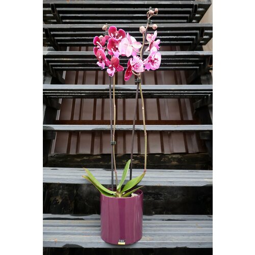 Орхидея Фаленопсис "Пурпурная Королева" в керамике