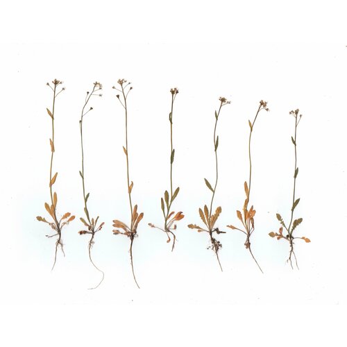Плоские степные сухоцветы пастушьей сумки - 7 стеблей