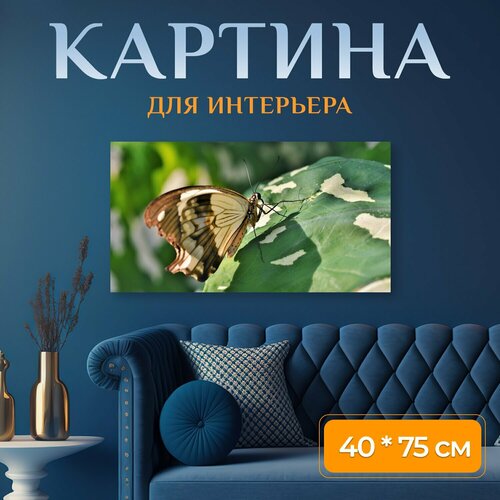 Картина на холсте "Бабочка, тропические бабочки, экзотика" на подрамнике 75х40 см. для интерьера