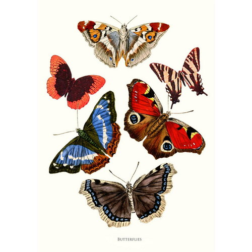 Плакат, постер иллюстрация чешуекрылые, бабочки на бумаге, размер 21х30см