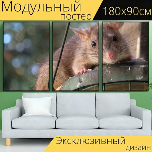 Модульный постер "Крыса, грызун, животное" 180 x 90 см. для интерьера