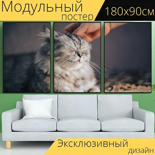 Модульный постер "Кошка, деловая, желтые глаза" 180 x 90 см. для интерьера