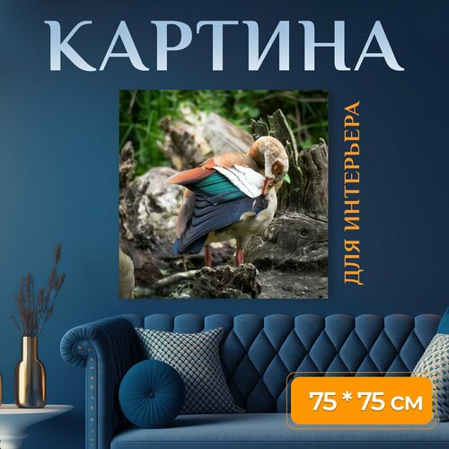 Картина на холсте "Египетский гусь, гусь, чистый" на подрамнике 75х75 см. для интерьера