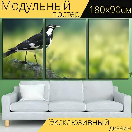 Модульный постер "Птица, австралийский сорока, дикая природа" 180 x 90 см. для интерьера