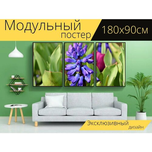 Модульный постер "Гиацинт, расцветает, весенний цветок" 180 x 90 см. для интерьера