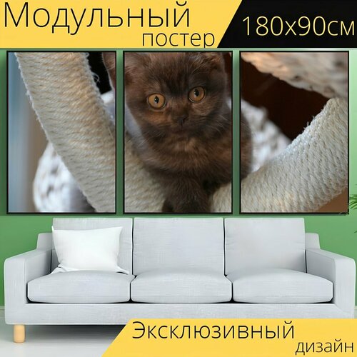 Модульный постер "Кот, кошка ребенок, котенок" 180 x 90 см. для интерьера