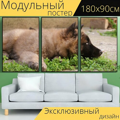 Модульный постер "Собака, щенок, животное" 180 x 90 см. для интерьера