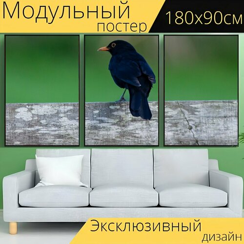 Модульный постер "Черный дрозд, птица, европейский птица" 180 x 90 см. для интерьера
