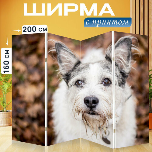 Ширма перегородка с принтом "Собака, животное, мазель" на холсте - 200x160 см. для зонирования, раскладная