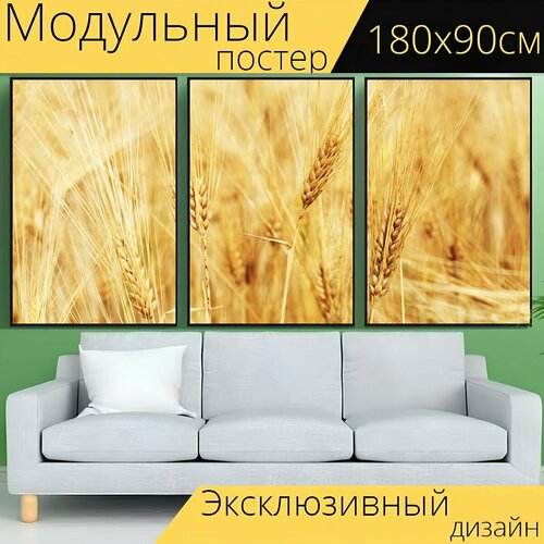 Модульный постер "Пшеничное поле, пшеница, кукурузное поле" 180 x 90 см. для интерьера