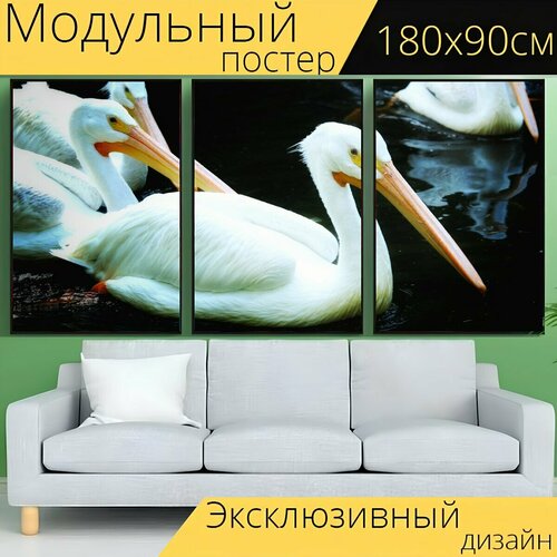 Модульный постер "Пеликаны, плавающая, вода" 180 x 90 см. для интерьера