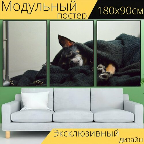 Модульный постер "Собака, чихуахуа, животное" 180 x 90 см. для интерьера