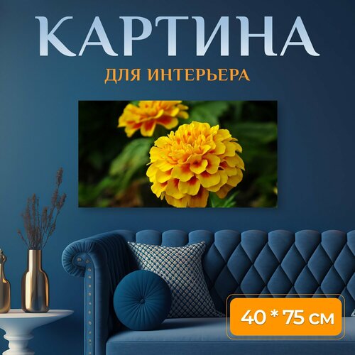 Картина на холсте "Бархатцы, цветок, красочный" на подрамнике 75х40 см. для интерьера