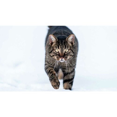 Картина на холсте 60x110 LinxOne "Кот кошак снег котяра зима" интерьерная для дома / на стену / на кухню / с подрамником