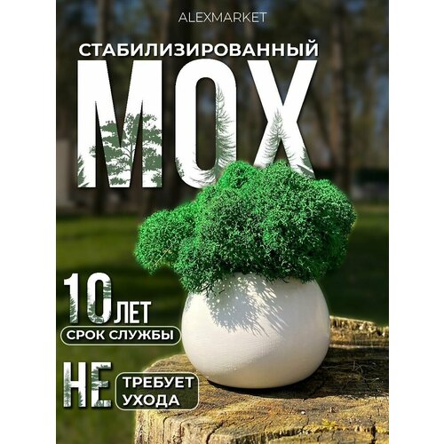 Мох стабилизированный в кашпо "GREEN DECOR" / Декоративный мох / Горшочек со мхом