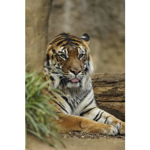 Тигр, животные картина постер 20 на 30 см, шнур-подвес в подарок
