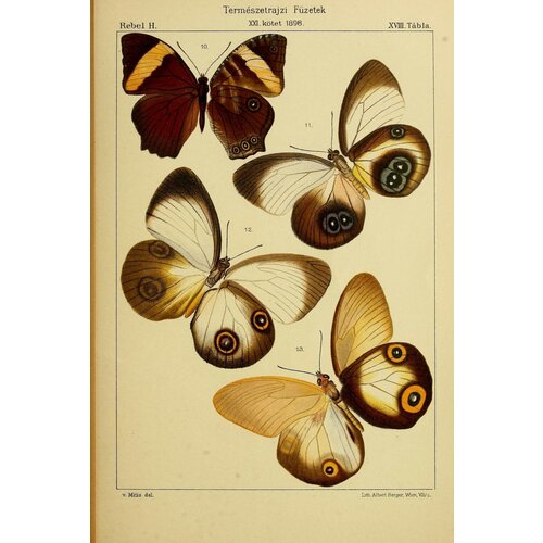 Чешуекрылые, бабочки постер 20 на 30 см, шнур-подвес в подарок