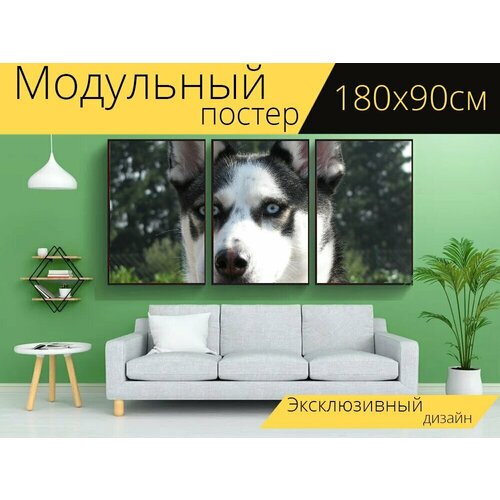 Модульный постер "Сибирский хаски, хаски, собака" 180 x 90 см. для интерьера