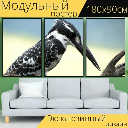 Модульный постер "Пестрый зимородок, птица, зимородок" 180 x 90 см. для интерьера