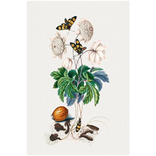 Постер / Плакат / Картина Бабочки - Бабочки и белые цветы 60х90 см в раме