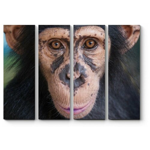 Модульная картина Очаровательный шимпанзе80x60