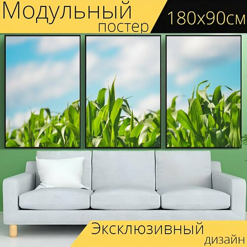 Модульный постер "Растения, посевы, кукуруза" 180 x 90 см. для интерьера