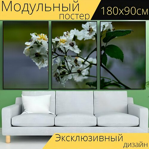 Модульный постер "Дикая роза, белый, цветок" 180 x 90 см. для интерьера