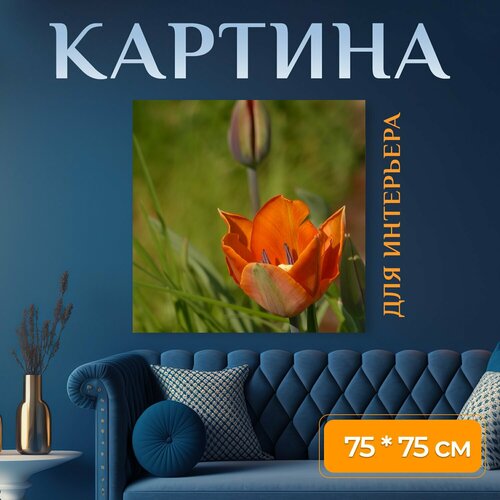 Картина на холсте "Тюльпан, весна, цветок" на подрамнике 75х75 см. для интерьера