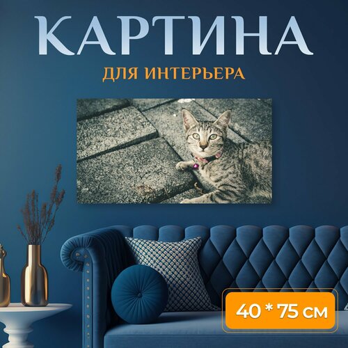 Картина на холсте "Кот, домашняя кошка, серый кот" на подрамнике 75х40 см. для интерьера